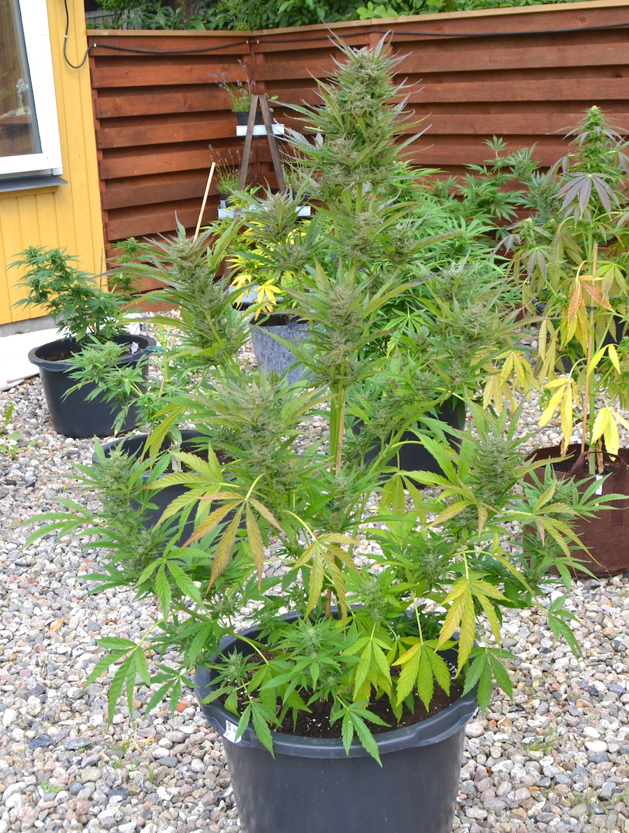 Blackberry Gum Autoflower grow Review - Weedstockers