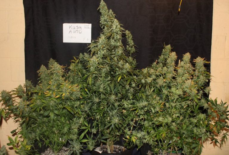 OG Kush and OG Kush Autoflower Medical Grown Under LED - Weedstockers