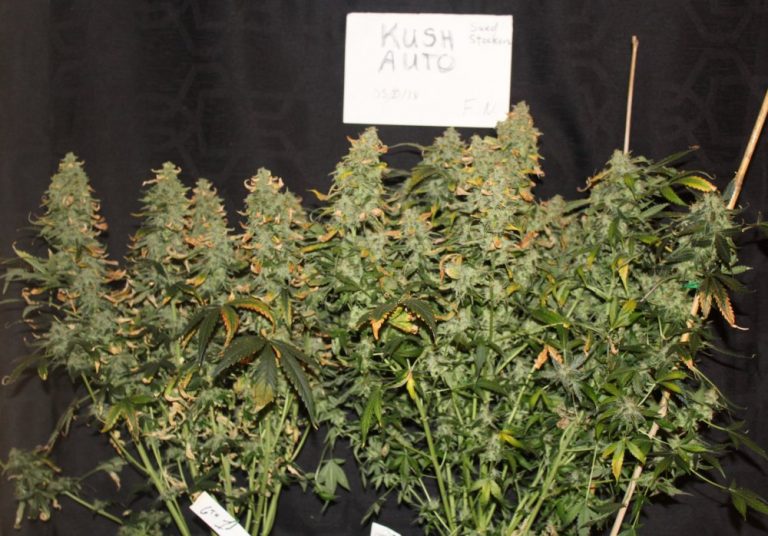 OG Kush and OG Kush Autoflower Medical Grown Under LED - Weedstockers