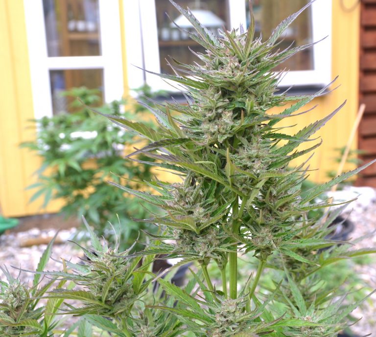 BCN Critical XXL Autoflower seeds grown in coco fibre - Weedstockers