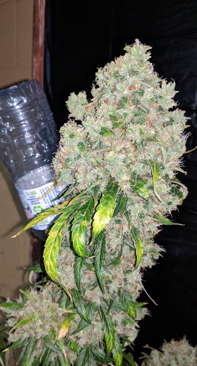 Santa Marta Haze Autoflower Indoor Cannabis Grow Under LED - Weedstockers