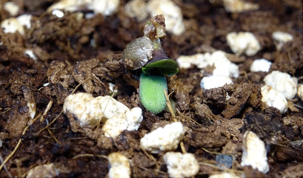 Runtz feminized Seeds USA with 20%+ THC - Weedstockers