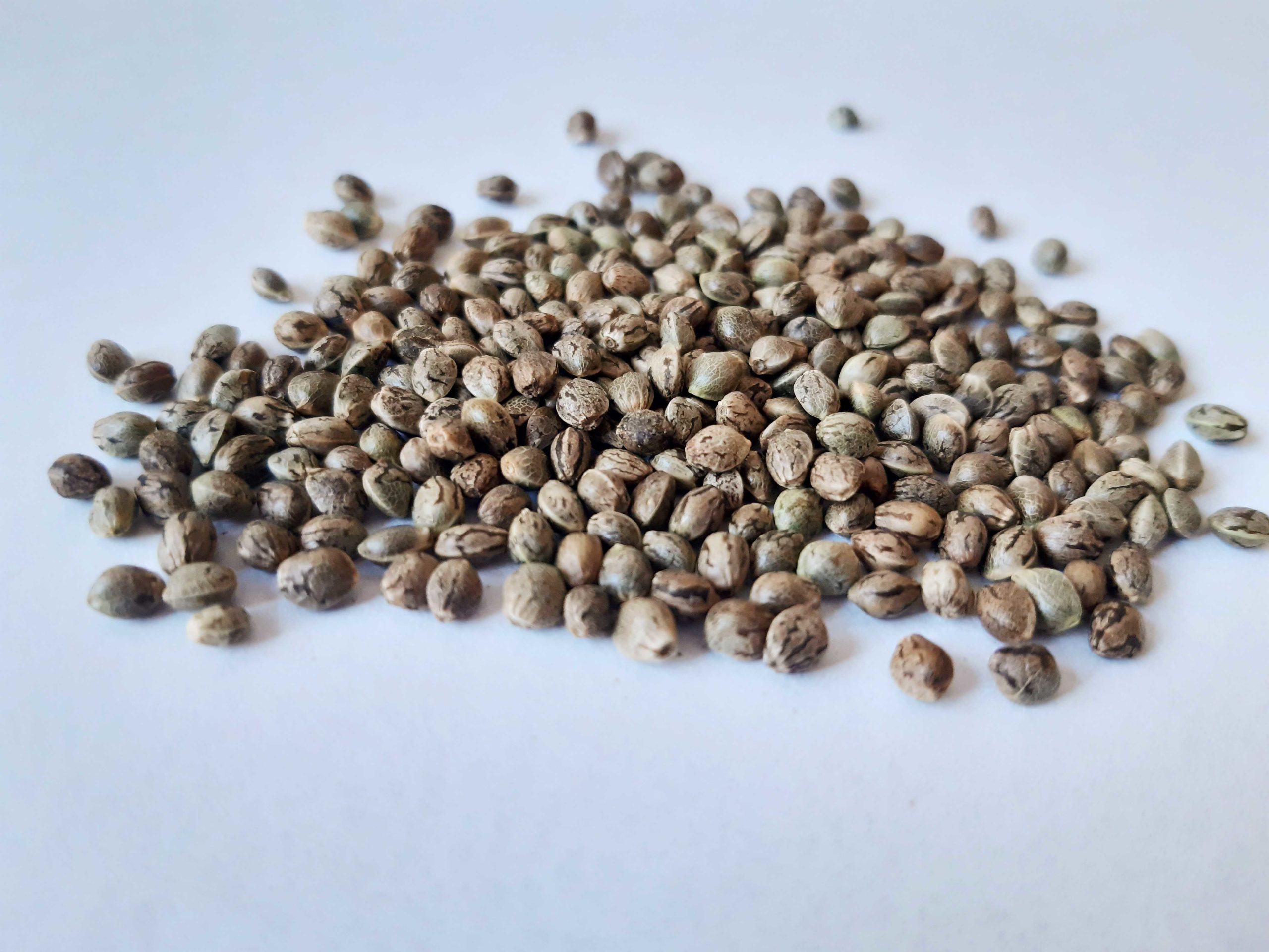 Seeds vs Clones, the Best Way to Grow Cannabis - Weedstockers