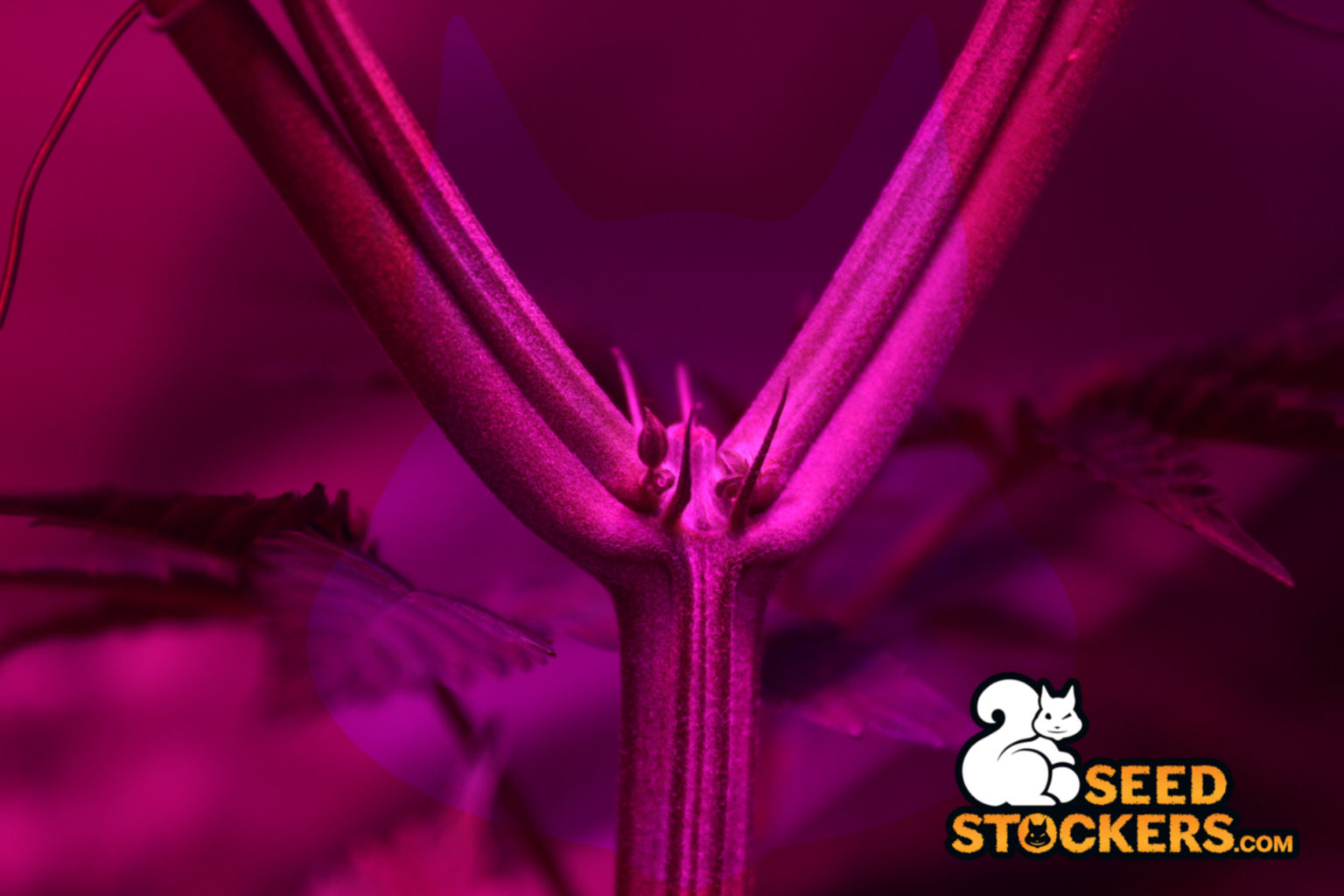 Early signs of hermie plant. Hermaphrodite cannabis