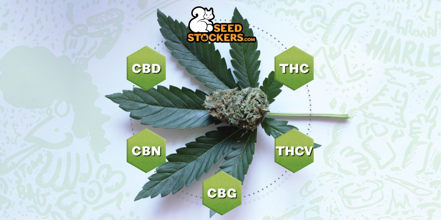 How are cannabinoids produced by the Marijuana plant? - Weedstockers