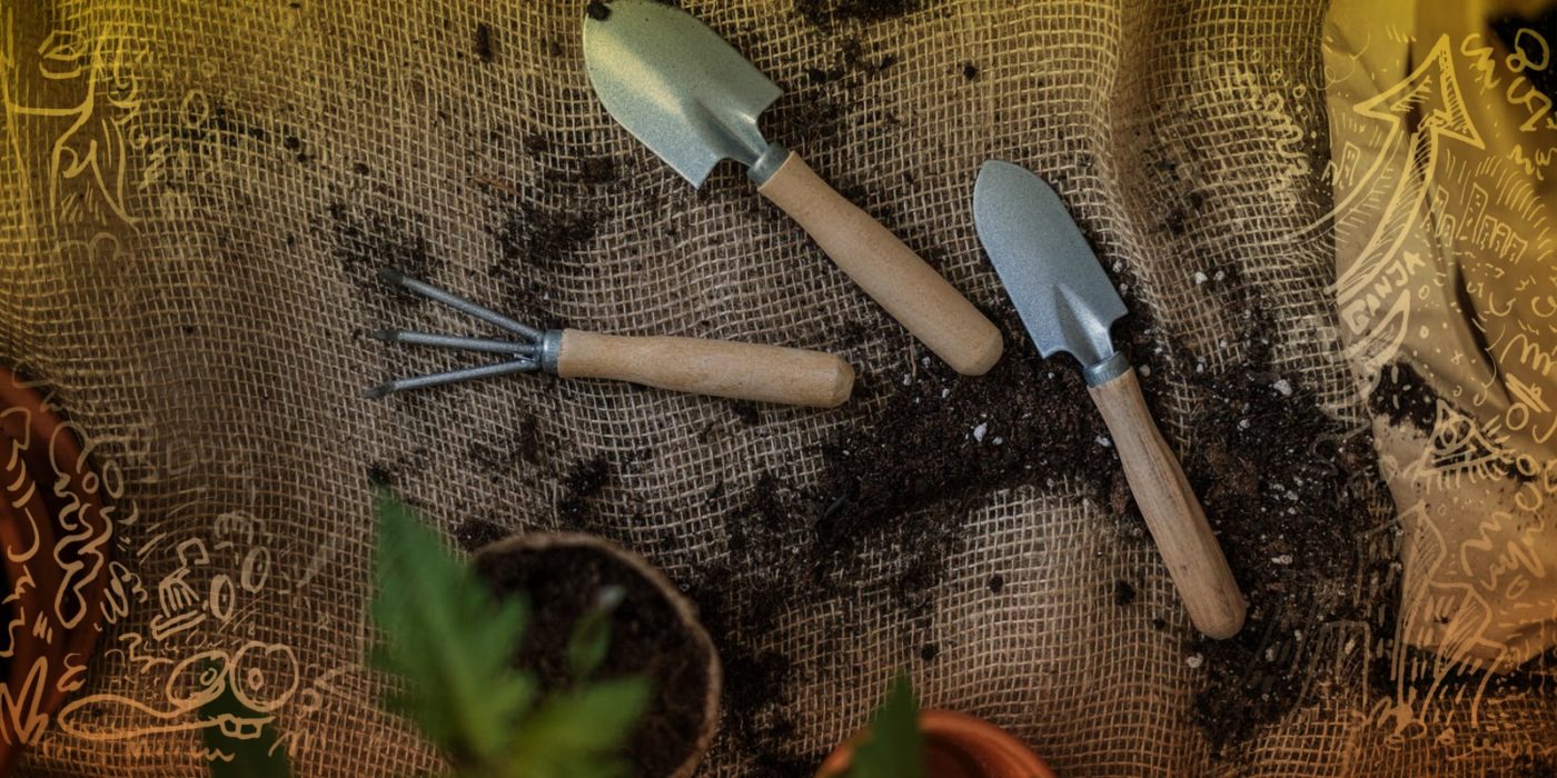 How to keep THC levels low in cannabis - Weedstockers