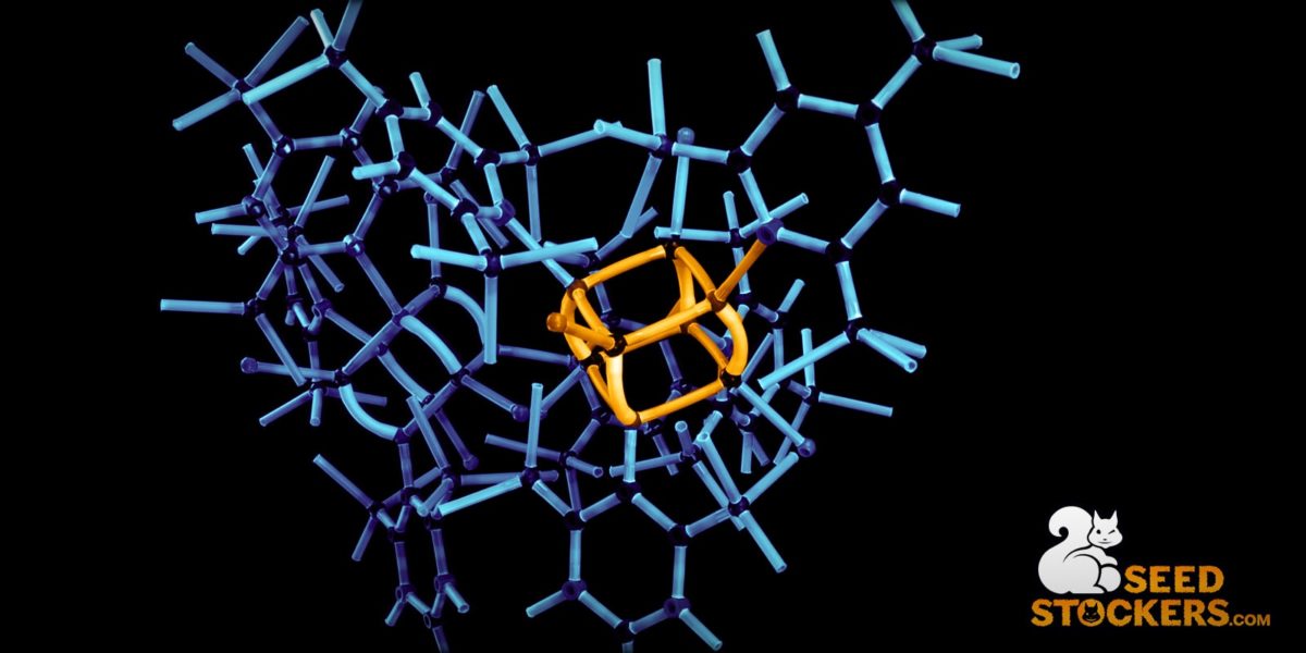 The Most Common Cannabis Mutations - Weedstockers