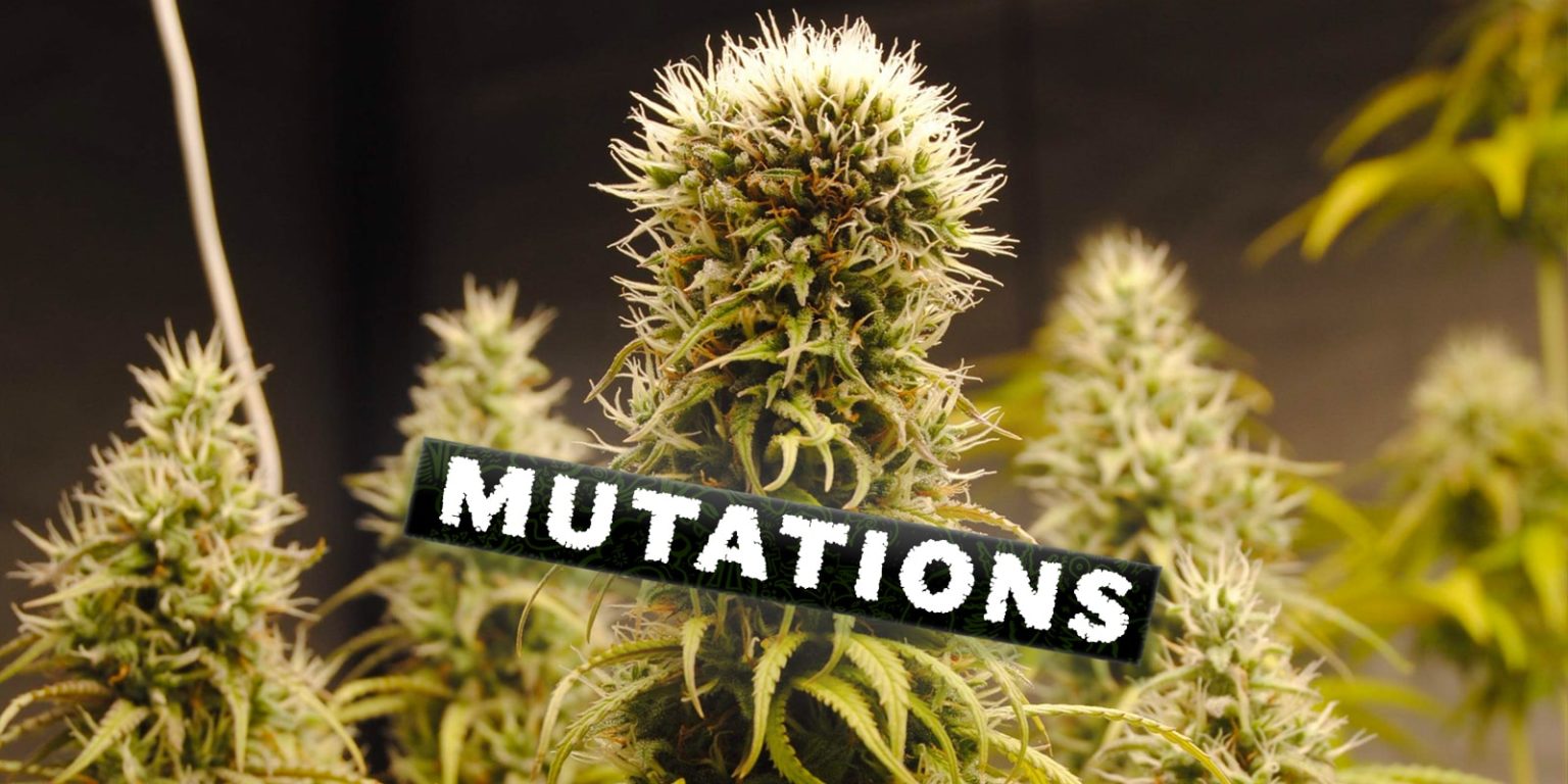 The Most Common Cannabis Mutations - Weedstockers