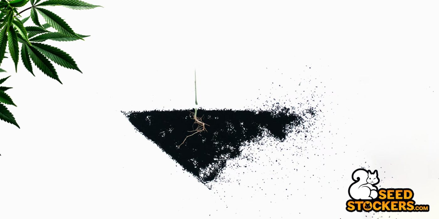 Cannabis plants diseases: how to detect and treat them - Weedstockers