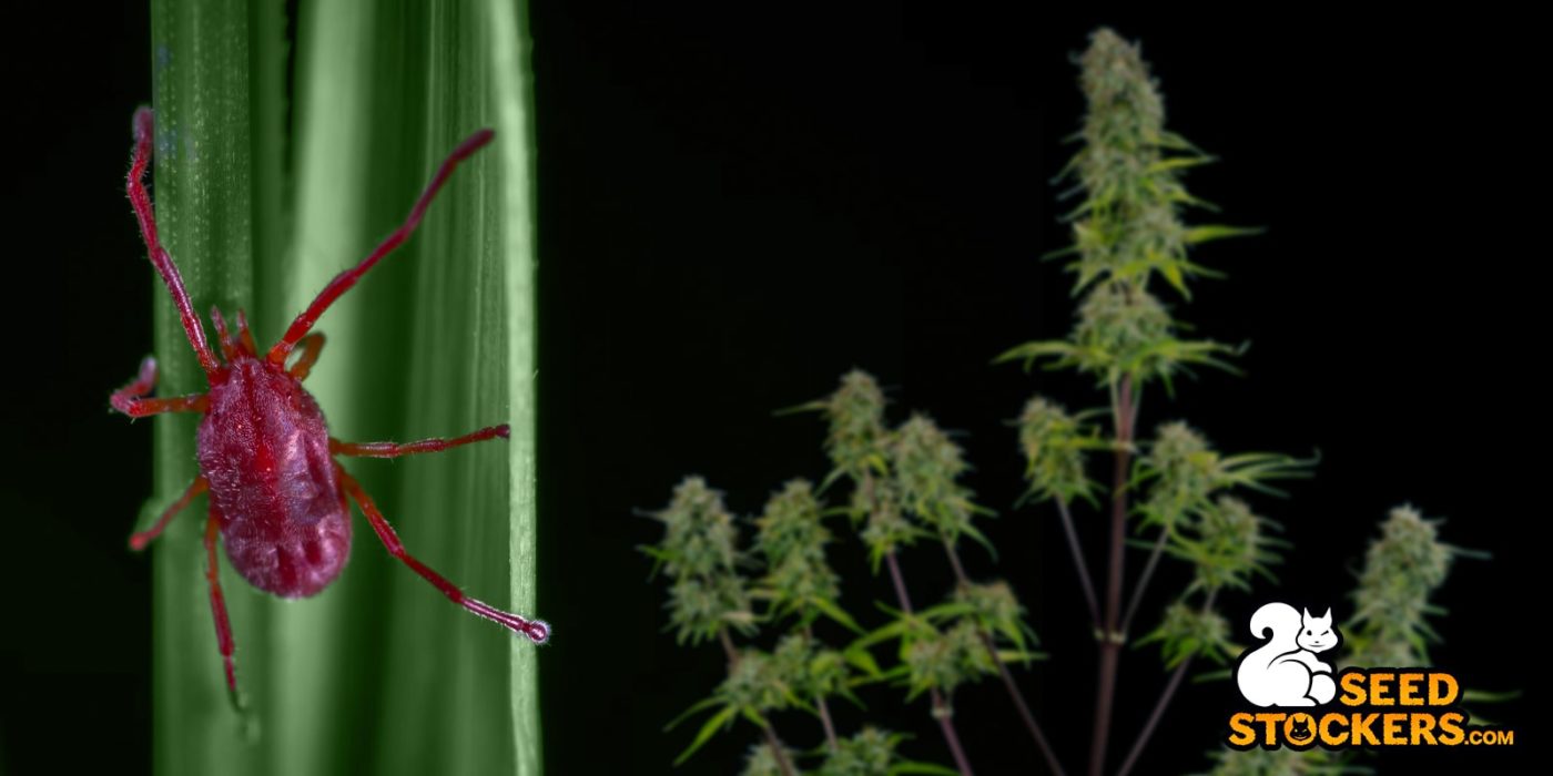 Cannabis plants diseases: how to detect and treat them - Weedstockers