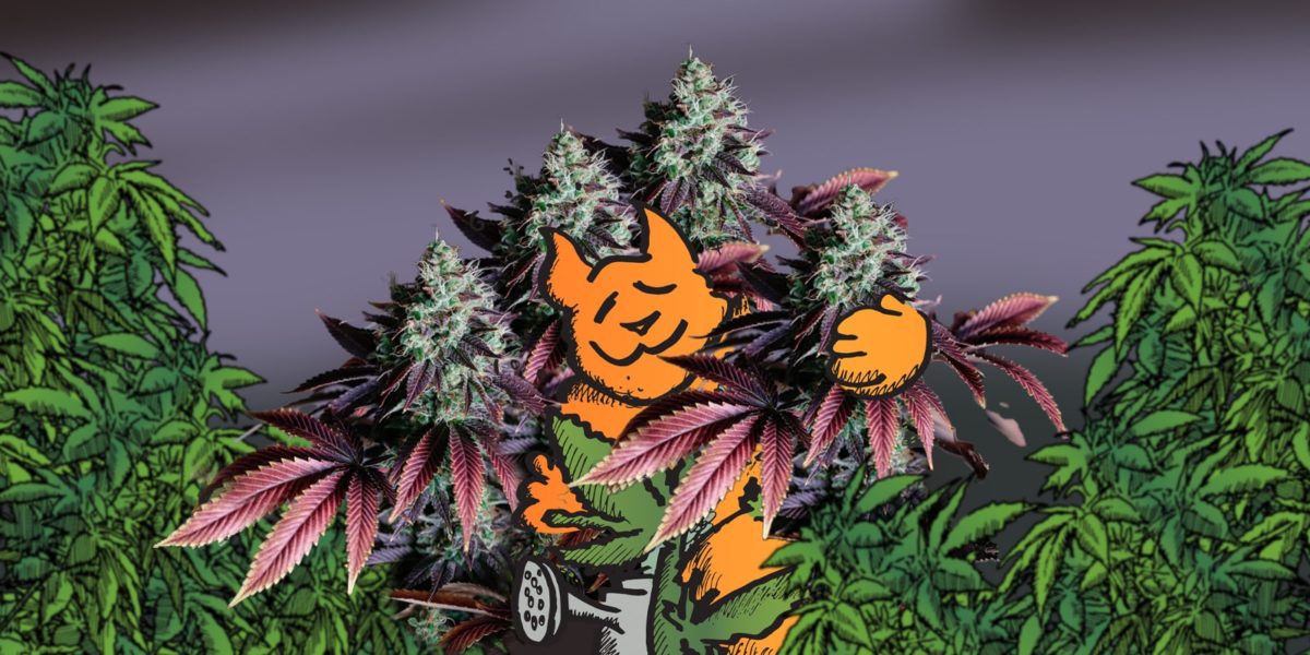 What is a Cannabis mother plant? - Weedstockers