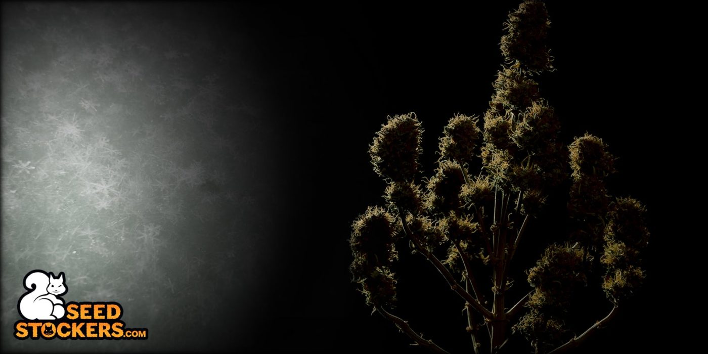 The best cannabis strains for cold climates - Weedstockers
