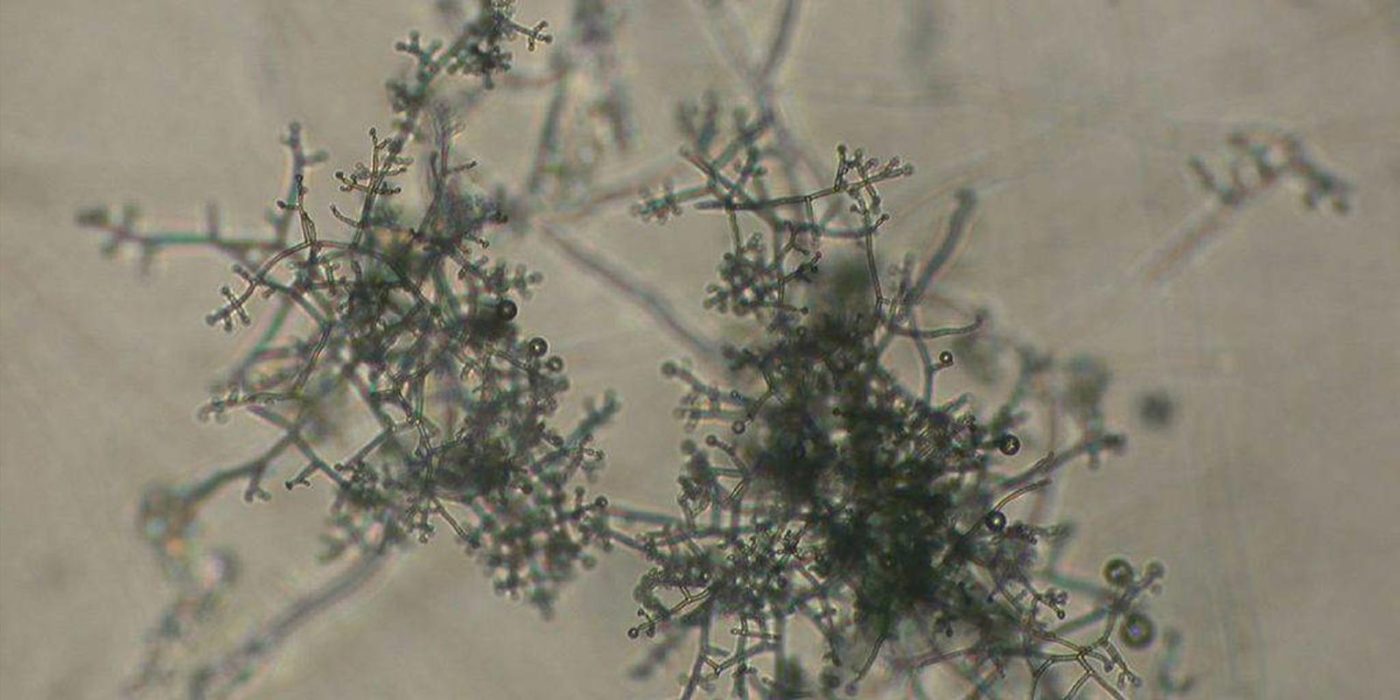 Trichoderma why is it useful in cannabis cultivation