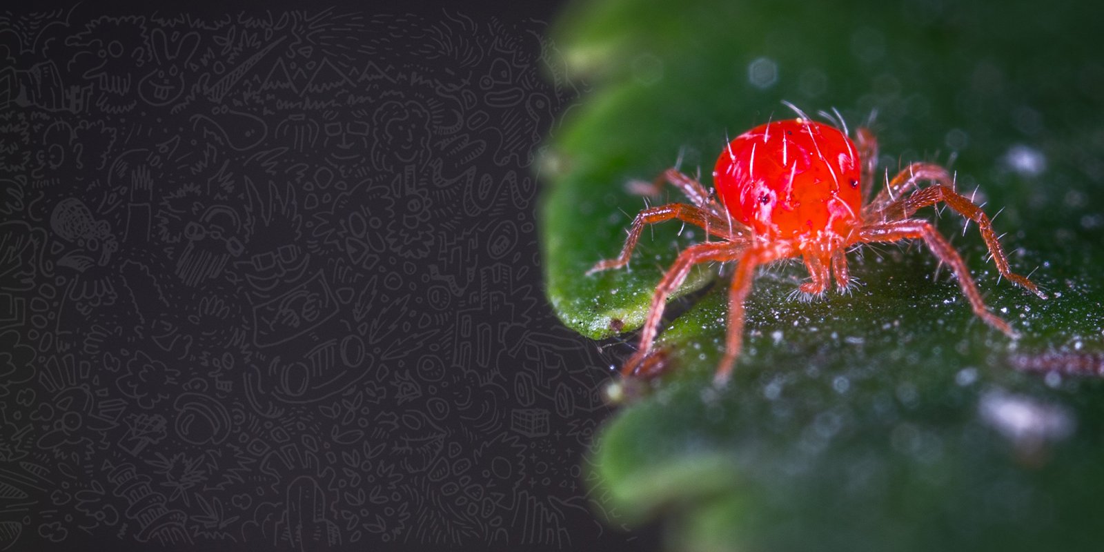 Pests in marijuana: how to detect them and fight them